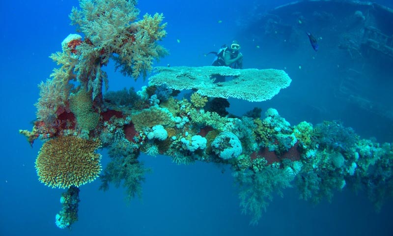 Yadaweya | Zabargad Island...land of Gold and turle